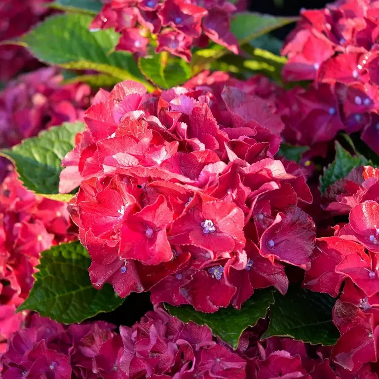 Hortensia Royal Red - Hydrangea Royal Red - Plantes de Terre de Bruyère ...