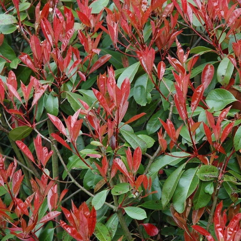 Photinia Red Robin - Laurier à feuilles rouge - Arbres et Arbustes ...