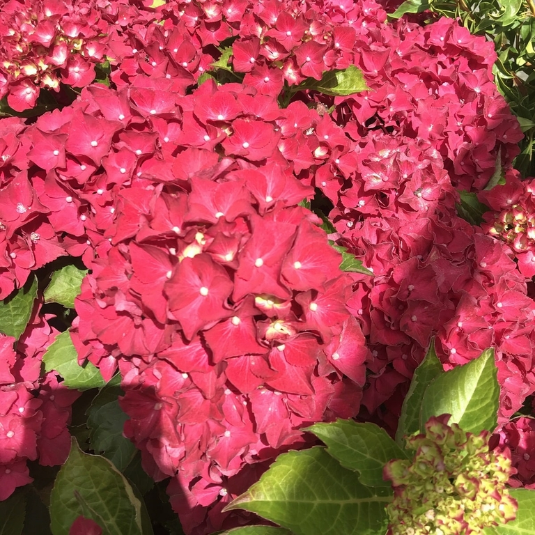Hortensia Royal Red - Hydrangea Royal Red - Plantes de Terre de Bruyère ...