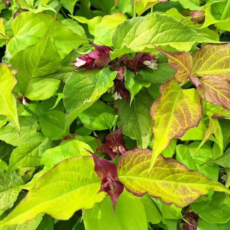 Leycesteria Golden Lanterns - Arbre aux faisans - shop-ramette.fr