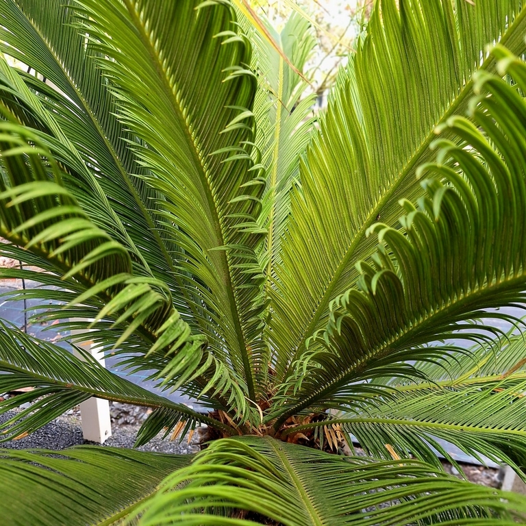 Cycas Revoluta - Cycas du Japon - Palmiers et Compagnie/Tous les ...