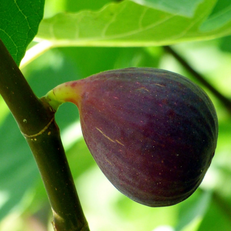 Figuier Figality - Figuier Nain - - shop-ramette.fr