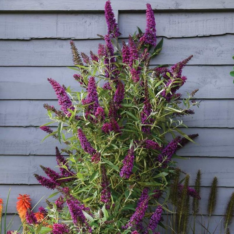 Buddleja Butterfly Tower - Arbre aux papillons - Buddleia - Arbres et ...