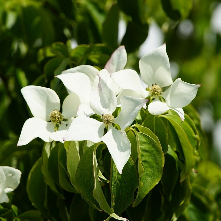 Cornus Kousa - Cornouiller du Japon - Arbres et Arbustes/Arbustes à ...