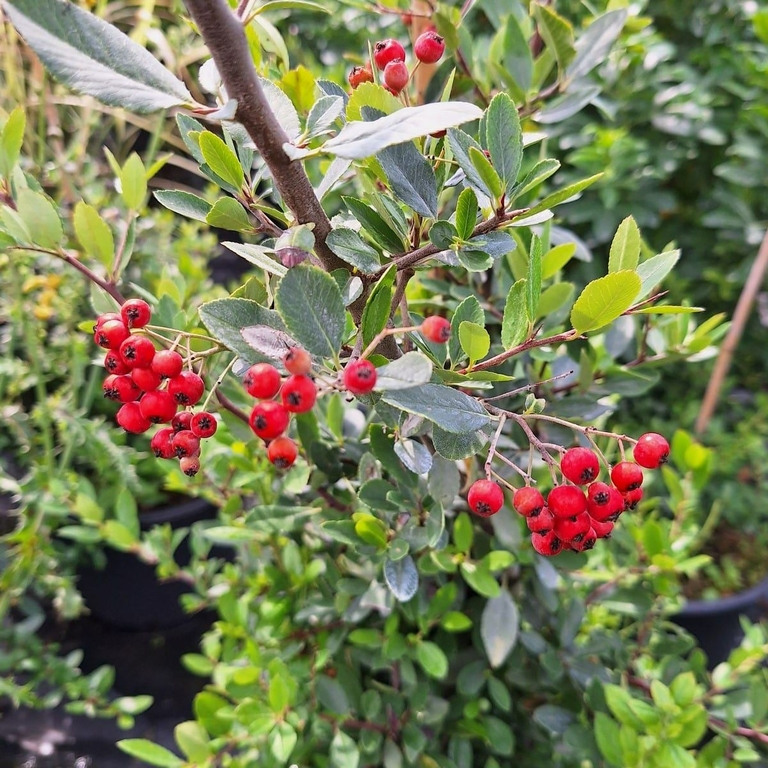Pyracantha Red Column - Buisson ardent - Arbres et Arbustes/Arbustes à ...
