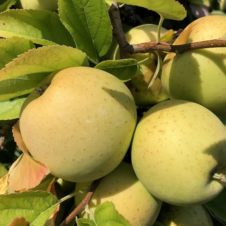 Pommier Golden Delicious - Arbres Fruitiers - shop-ramette.fr