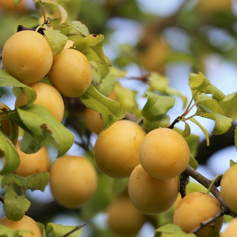 Prunier Reine Claude Dorée - Plants Fruitiers/Arbres Fruitiers - shop ...