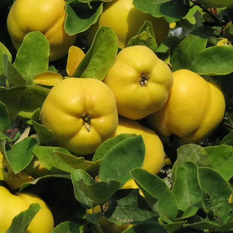 Cognassier Champion - Plants Fruitiers/Arbres Fruitiers - shop-ramette.fr