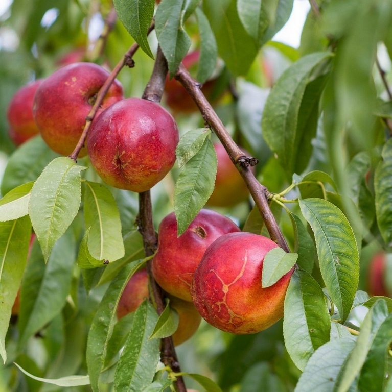 Nectarinier Nectared - Pêcher Nectared - Plants Fruitiers/Arbres ...
