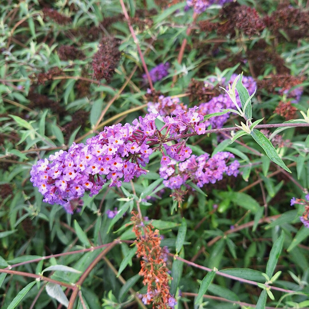 Buddleja Nanho Blue - Arbre aux papillons - Buddleia - Arbres et ...