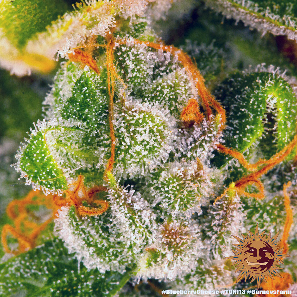 BLUEBERRY CHEESE - Graines Féminisées - pro-seeds-974-by-the-hornet-company