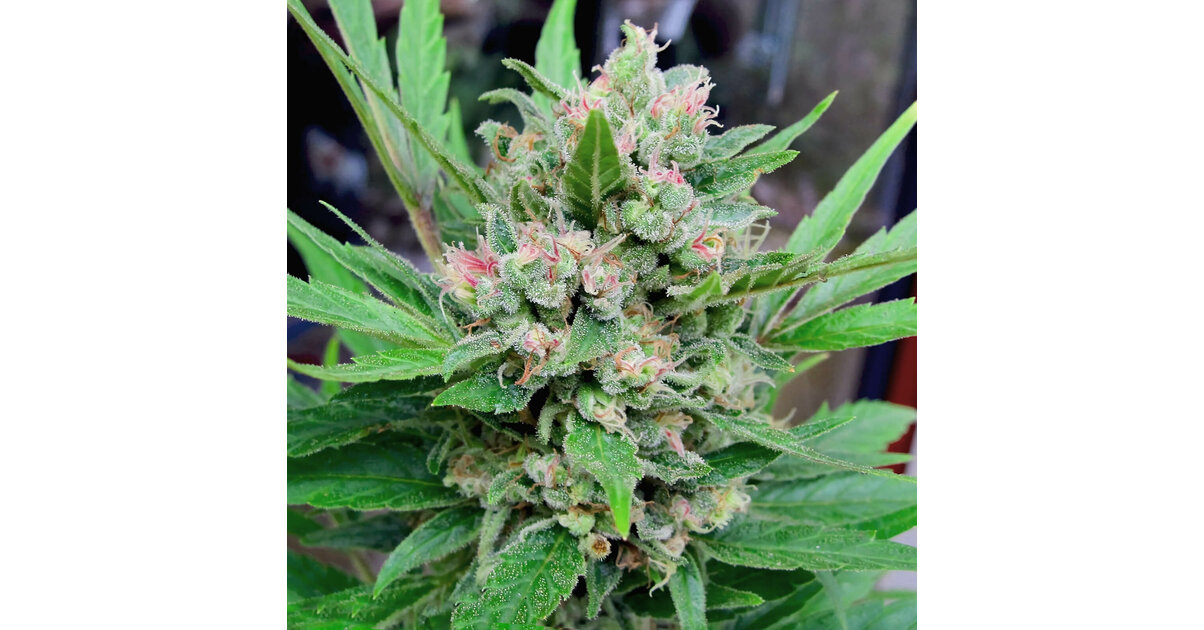 Critical Mass X5 FEM - Graines Féminisées - pro-seeds-974-by-the-hornet ...