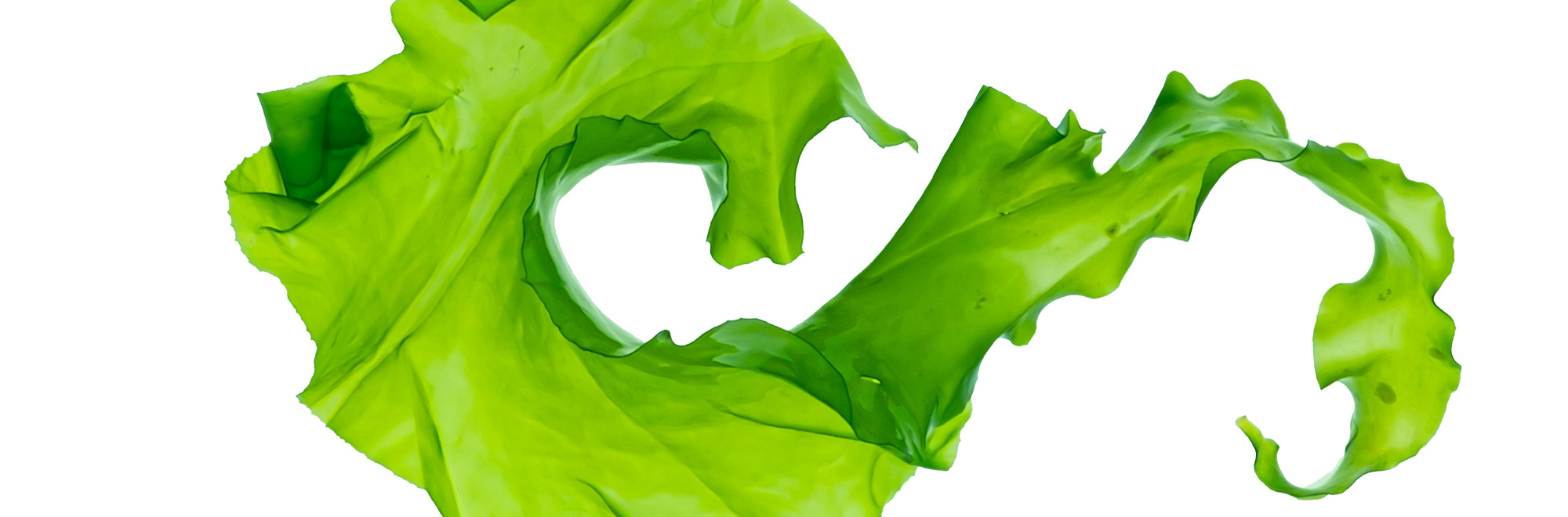 L'algue laitue de mer, c'est quoi ? - Bord à bord Bretagne