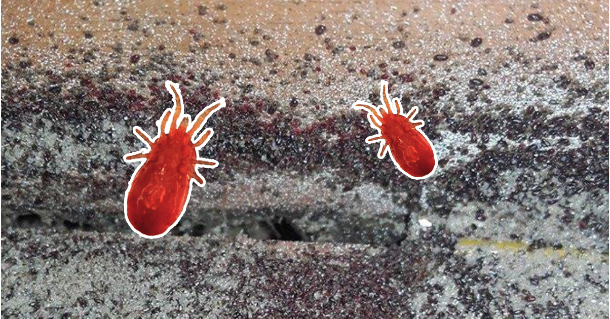 Comment se débarrasser des poux rouges au poulailler