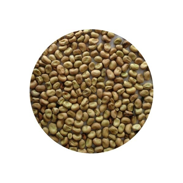 Feveroles Legumor : La nouvelle sensation de l'alimentation saine ...