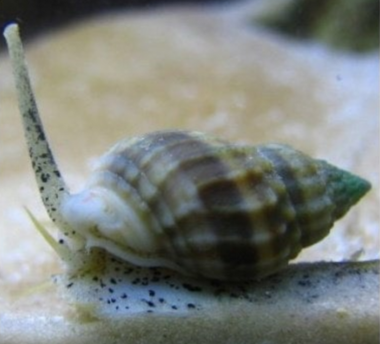 Nassarius Distortus: Le compagnon idéal pour votre aquarium