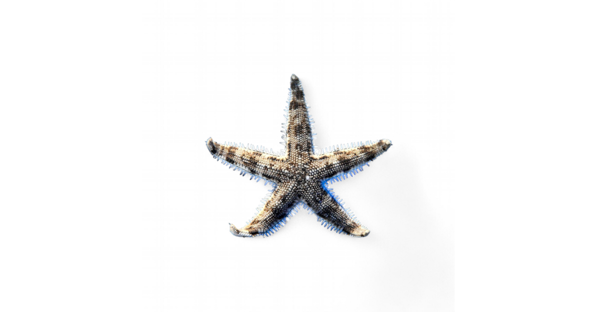 Archaster typicus - L'étoile de mer vibrante pour votre aquarium marin