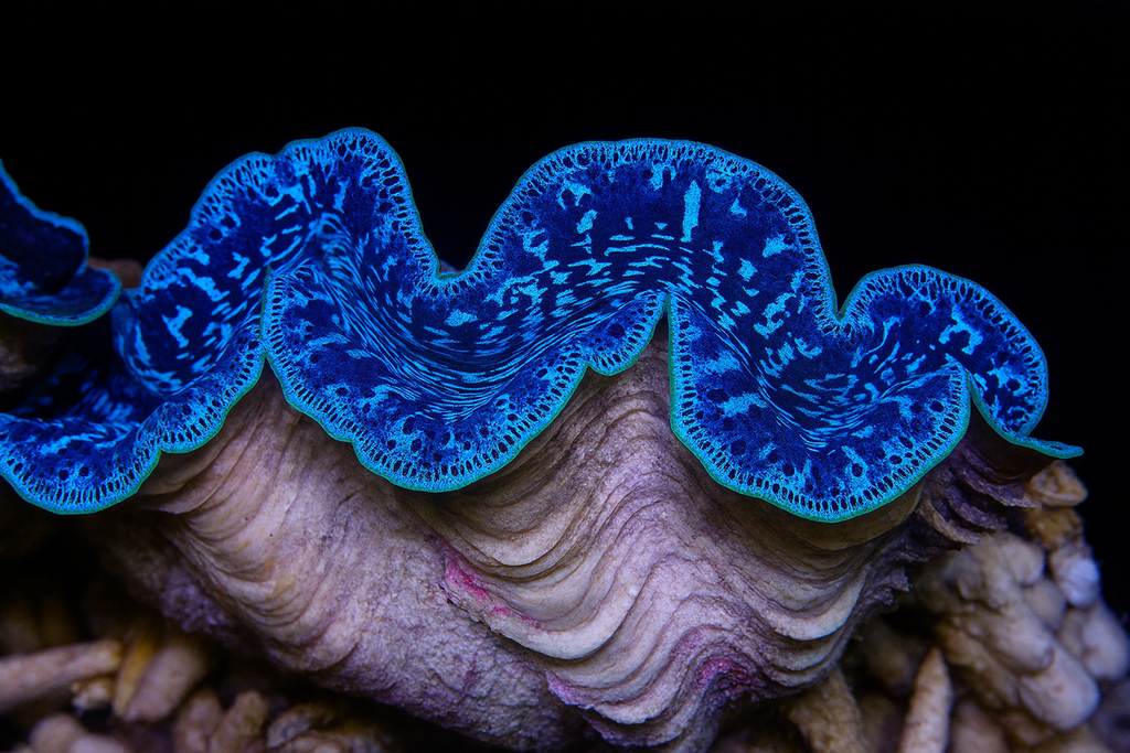 Bénitier géant bleu - La Tridacna maxima pour aquariums