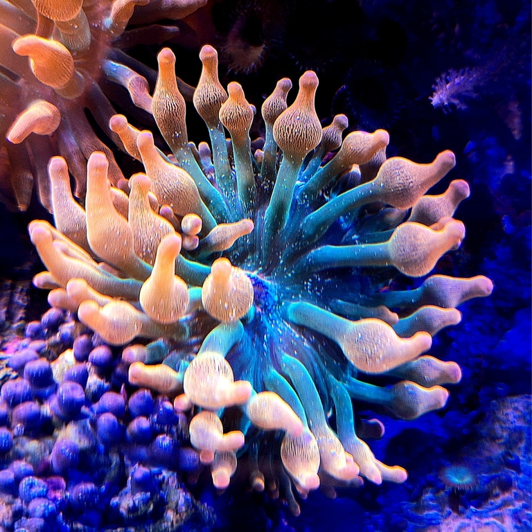Anémone Anémone entacmea Quadricolor - Une explosion de couleurs pour ...