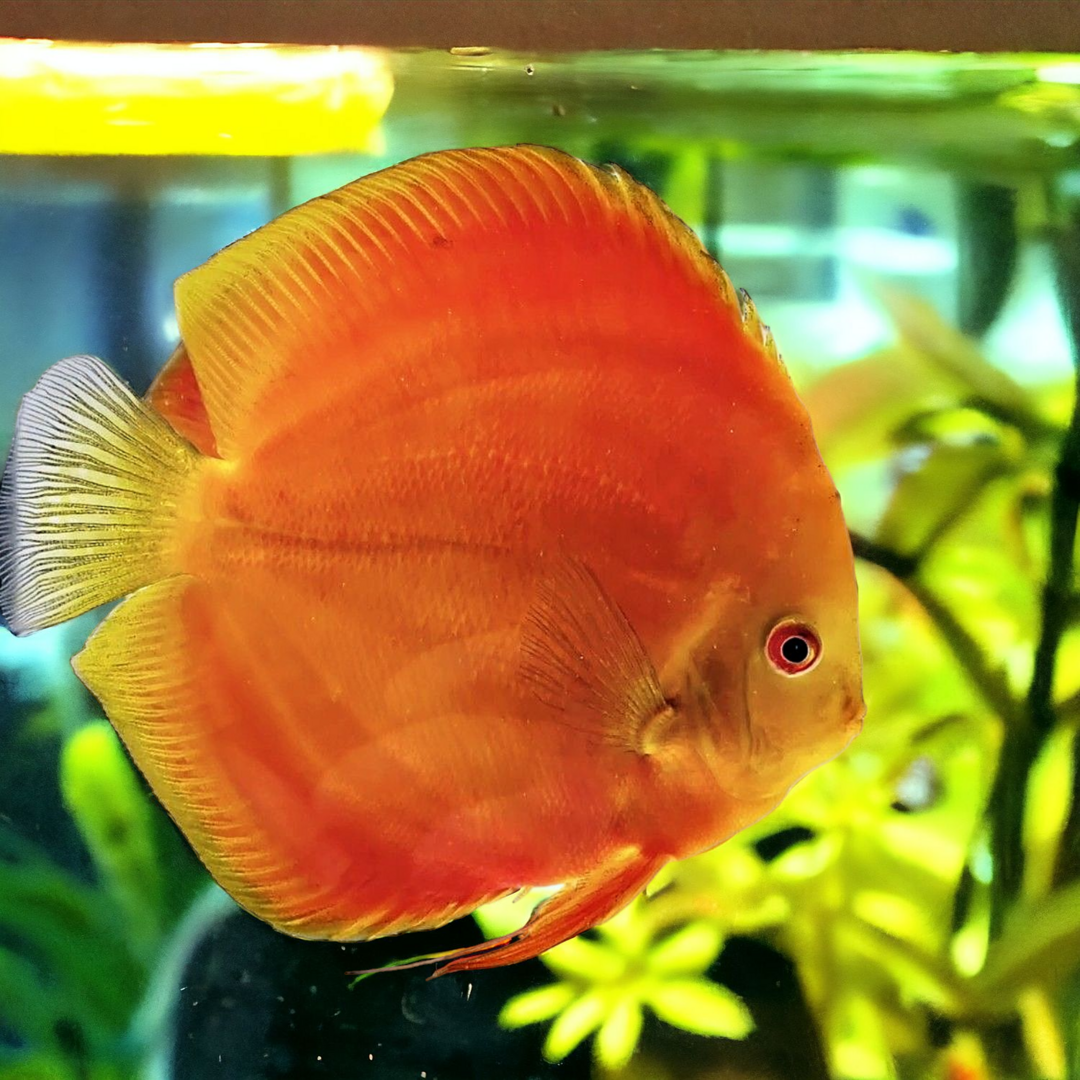 Discus Red Melon: Une Beauté Exotique pour votre Aquarium