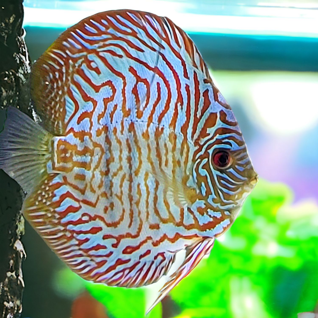 Discus Tiger Bleu - Poisson Tropical Éblouissant pour Aquarium
