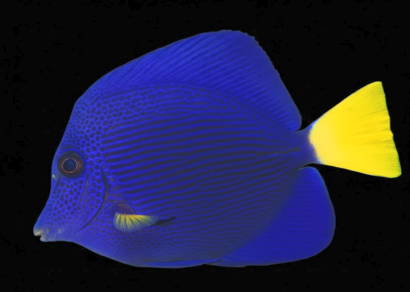 Chirurgien à Queue Jaune - Poisson Marin Esthétique et Algivore