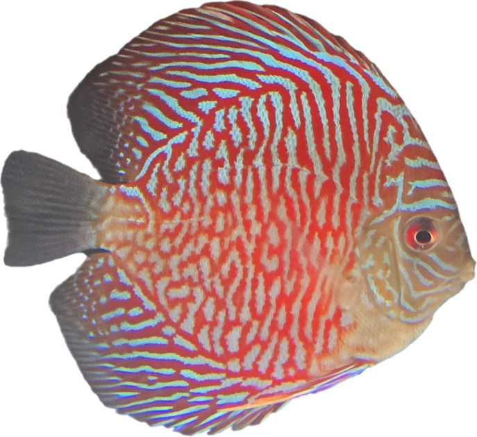 Achetez le Discus Indiana Tiger taille M pour donner une touche colorée ...