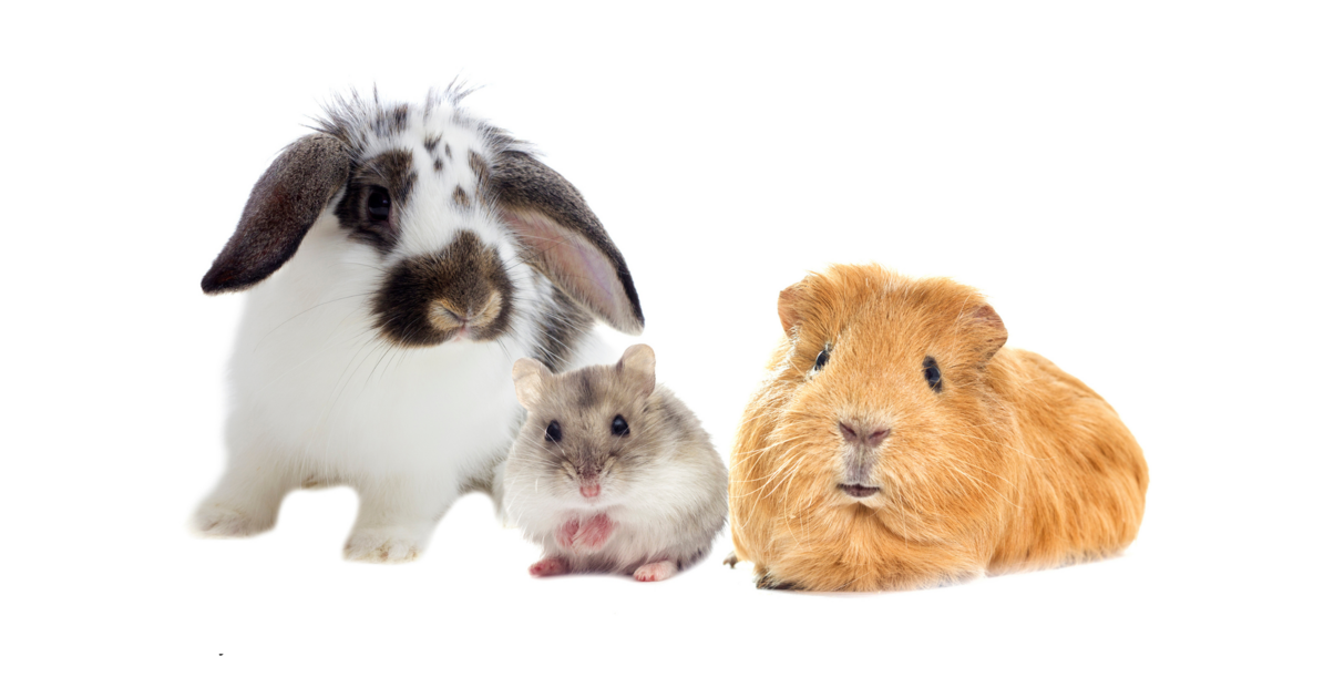 Friandises pour Lapins & Rongeurs | Saines & Naturelles