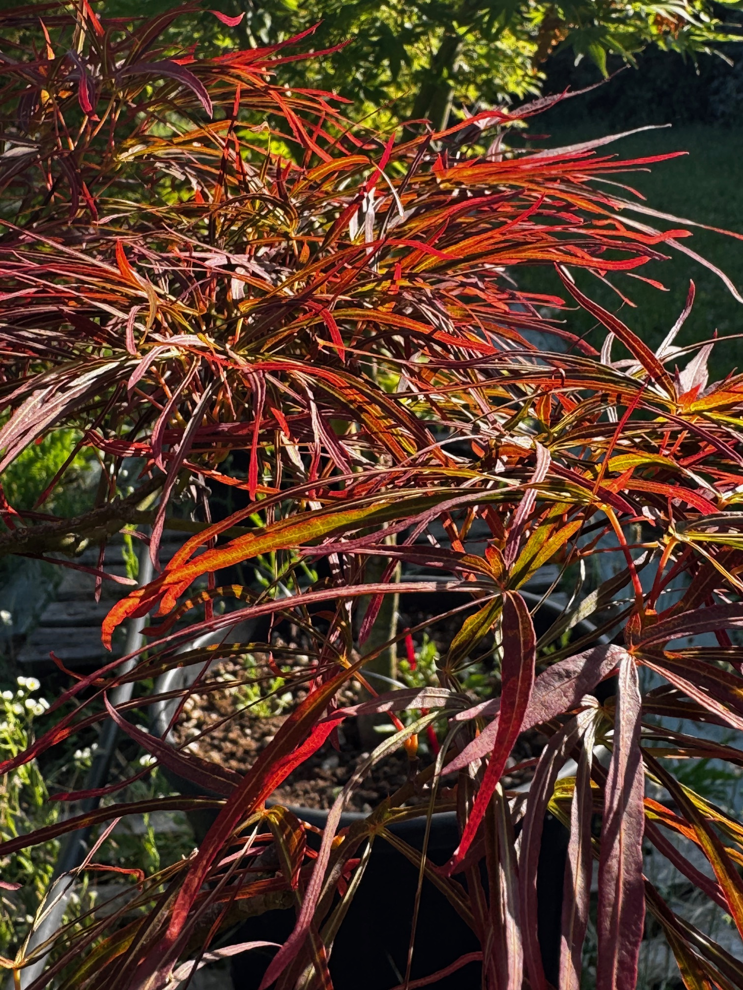Acer Palmatum "Red Pygmy" - Tous nos érables/Acer Palmatum - NOVA PLANTS