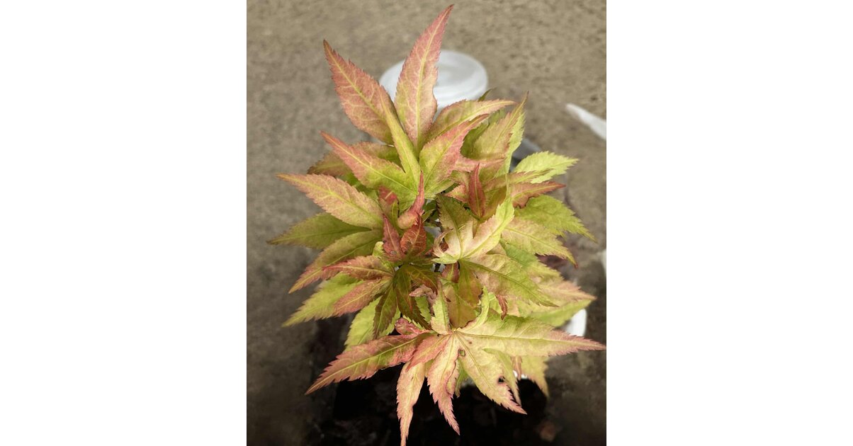 Acer Palmatum "Japanese Princess" - Tous nos érables/Acer Palmatum ...