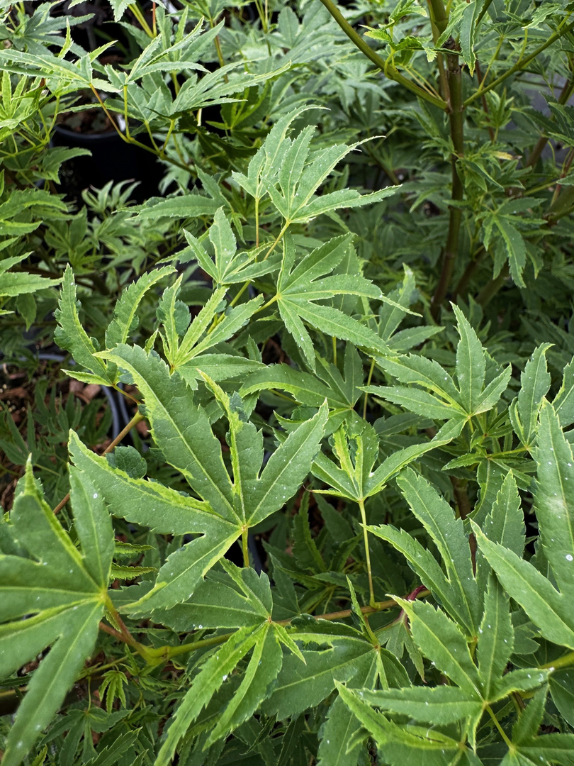 Acer Palmatum "Hoshi Kuzu" - Tous nos érables/Acer Palmatum - NOVA PLANTS