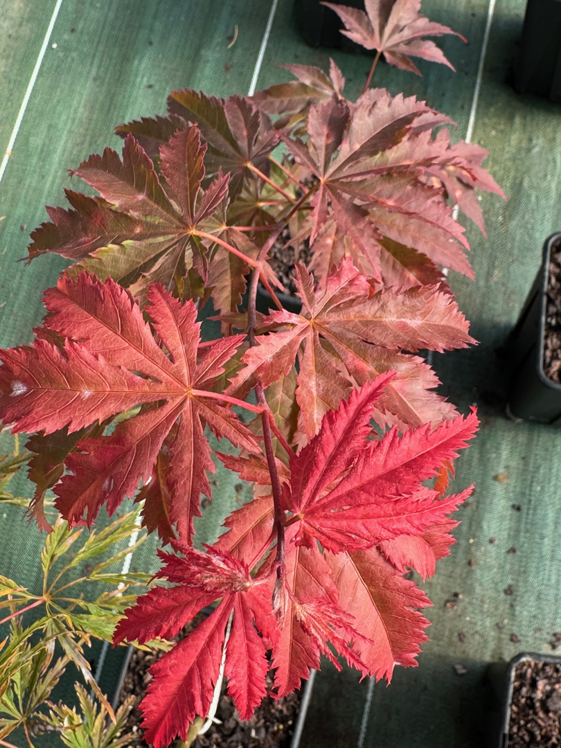 Acer Palmatum "Nathan" - Tous nos érables/Acer Palmatum - NOVA PLANTS