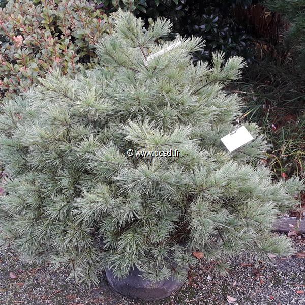 Pinus strobus 'Minima' C7L 30/40 - Tous les arbres - Pépinières côte ...