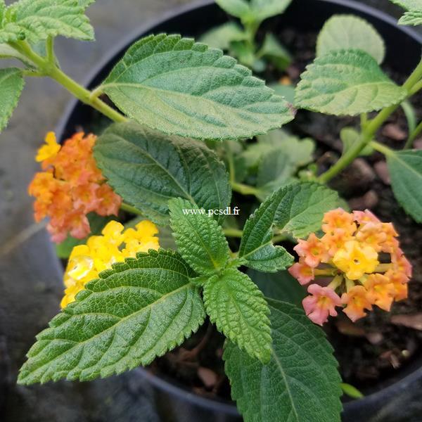 Lantana camara 'Simon Oange' C3L - Tous les arbustes - Pépinières côte ...