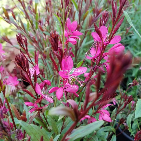 Page 4 - Toutes les vivaces - Pépinières côte sud des landes