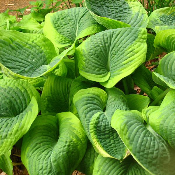 Plantes vivaces spécialités - Hosta - Pépinières côte sud des landes