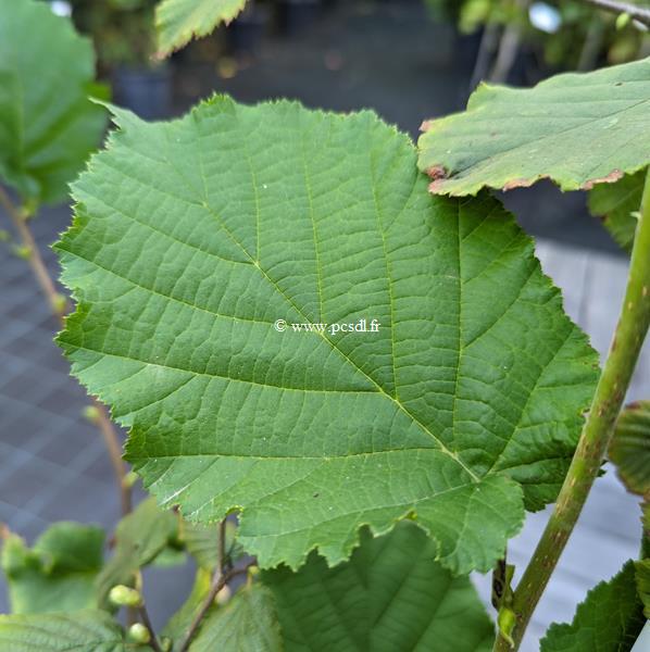 Corylus avellana (noisetier) - Tous les arbres - Pépinières côte sud ...