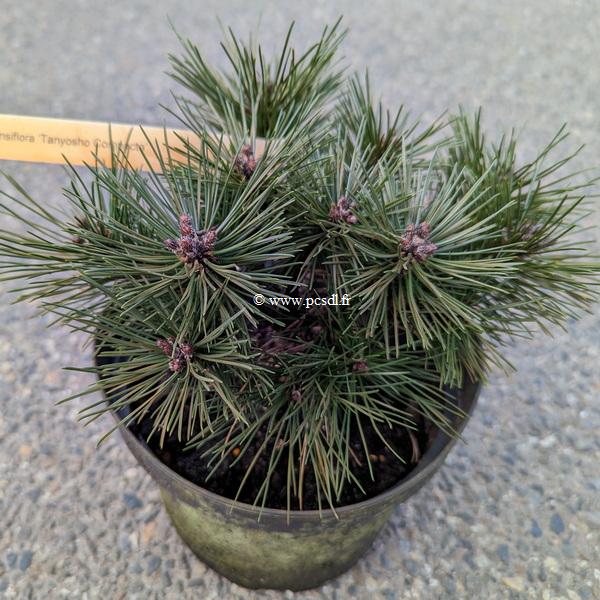 Pinus densiflora 'Tanyosho Compacta' C3L 10/20 - Tous les arbres ...