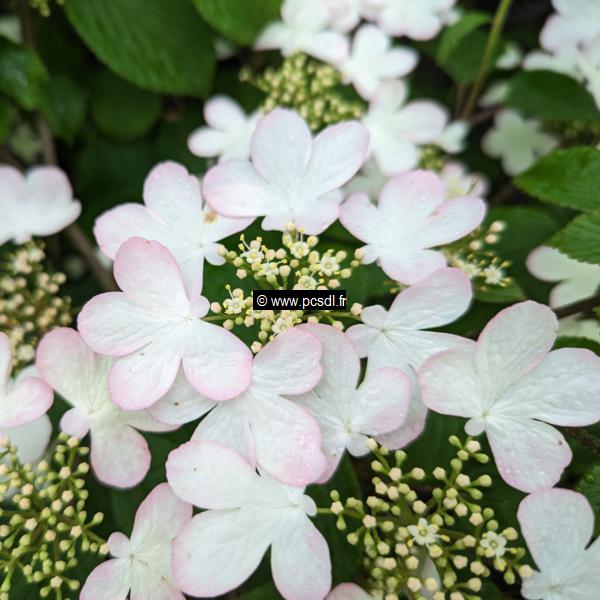 Viburnum plicatum 'Pinkawai' ® C30L 100/125 - Tous les arbustes ...