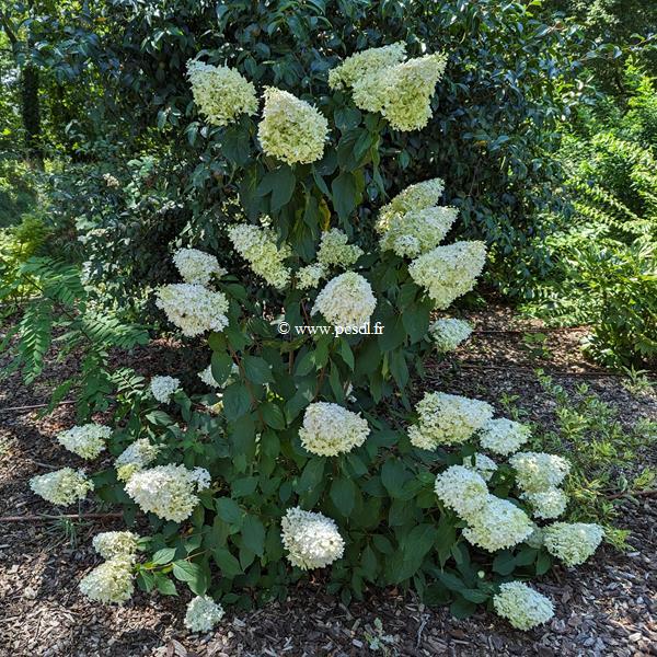 Hydrangea paniculata 'Skyfall' ® C4L 40/60 - Tous les Hydrangea ...