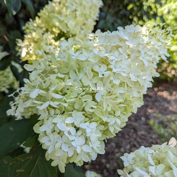 Hydrangea paniculata 'Skyfall' ® C4L 40/60 - Tous les Hydrangea ...