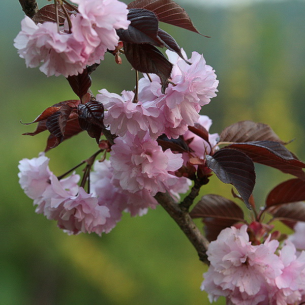 Prunus serrulata 'Royal Burgundy' - Tous les arbres - Pépinières côte ...