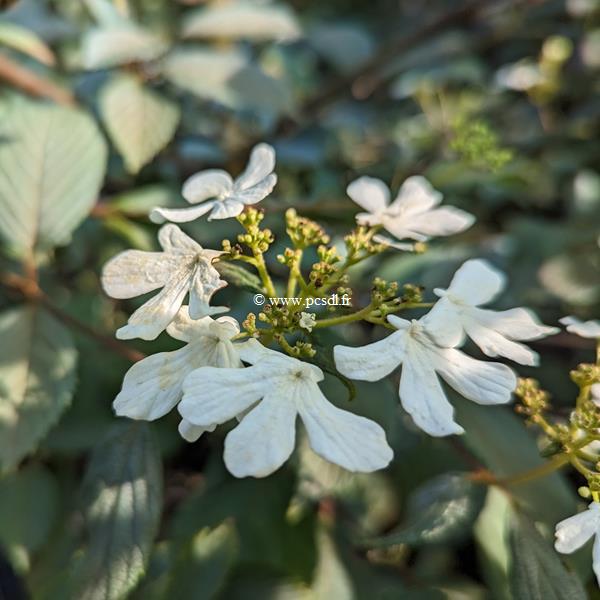 Viburnum plicatum 'Shirogami' ® C4L 30/40 - Tous les arbustes ...