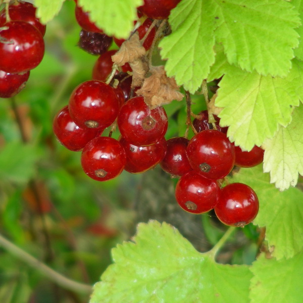 Ribes rubrum 'Red Lake' (groseiller à grappes) C4L 40/60 - Tous les ...