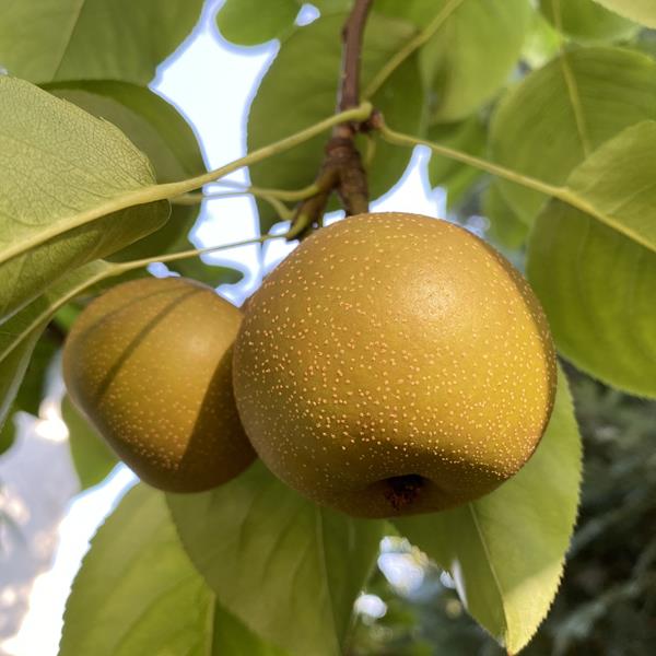 Nashi 'Kosui' C10L 1/2 tige 6/8 - Tous les arbres - Pépinières côte sud ...