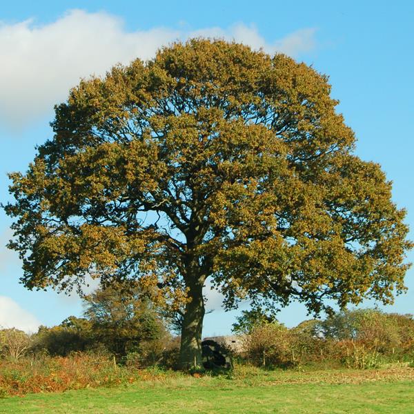 Quercus robur C4L 80/100 - Tous les arbres - Pépinières côte sud des landes
