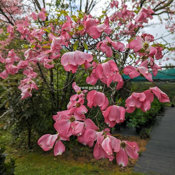 Cornus florida 'Red Giant' C4L 60/80 - Tous les arbres - Pépinières ...