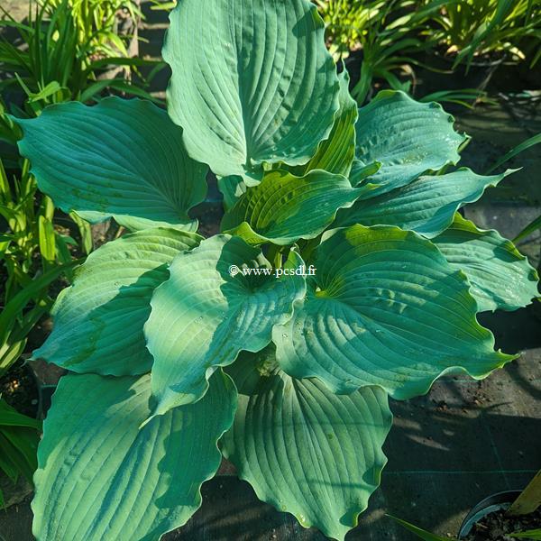 Hosta 'Diamond Lake' C3L - Toutes les vivaces - Pépinières côte sud des ...