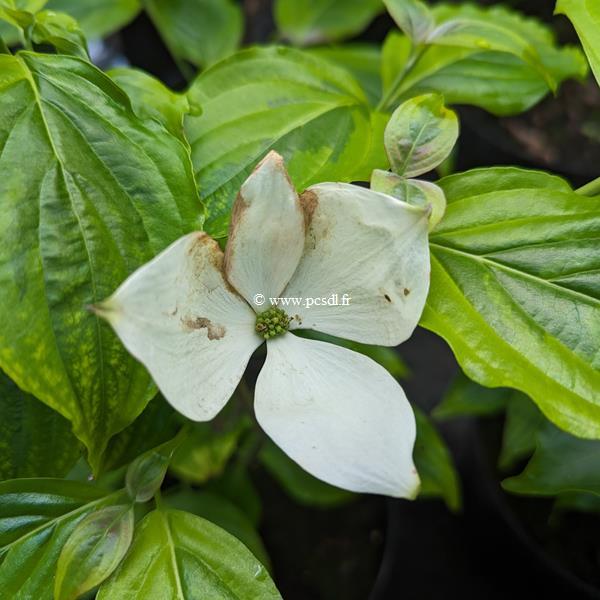 Cornus x rutgersensis 'Celestial Shadow' C4L 80/100 - Tous les arbres ...