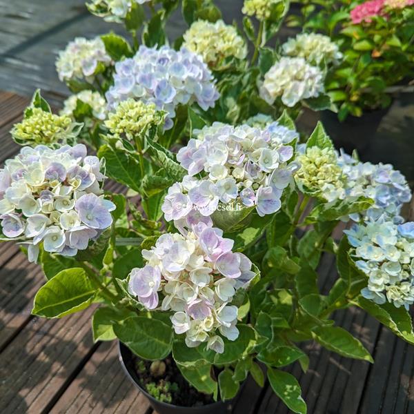 Hydrangea macrophylla 'Ankong Character' ® C4L 20/40 - Tous les ...